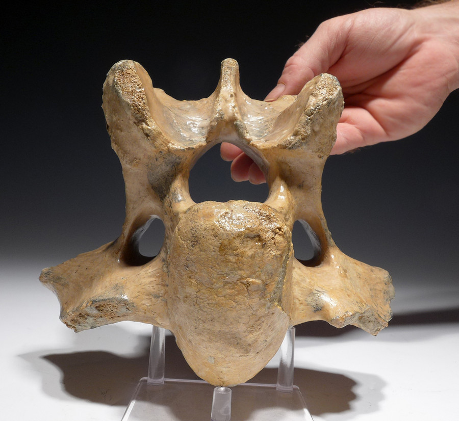 WOOLLY RHINO CERVICAL NECK FOSSIL VERTEBRA