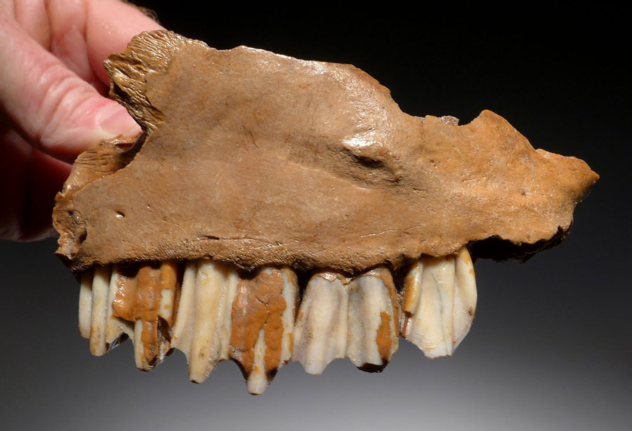 AUROCHS BONE SKULL MAXILLA FOSSIL