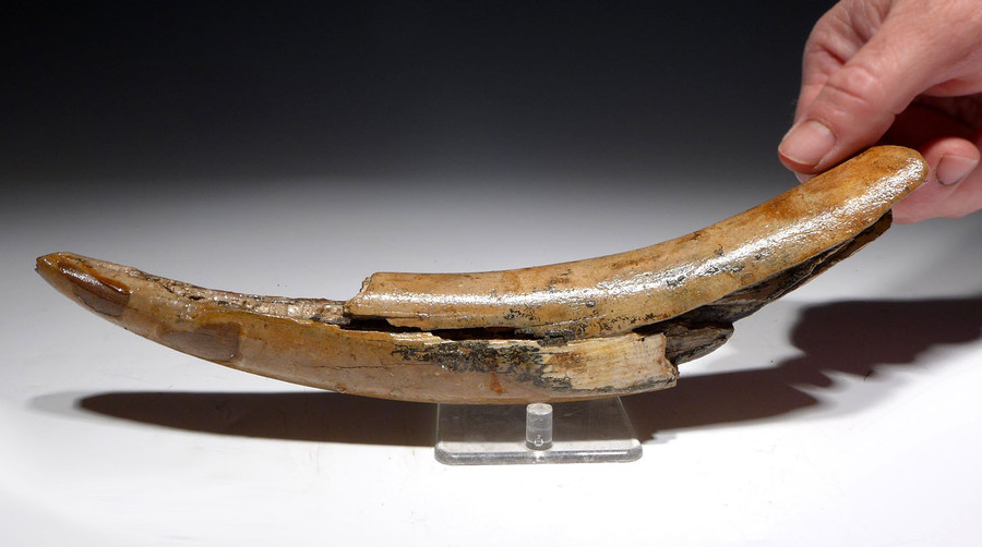 BABY MAMMOTH TUSK FOR SALE
