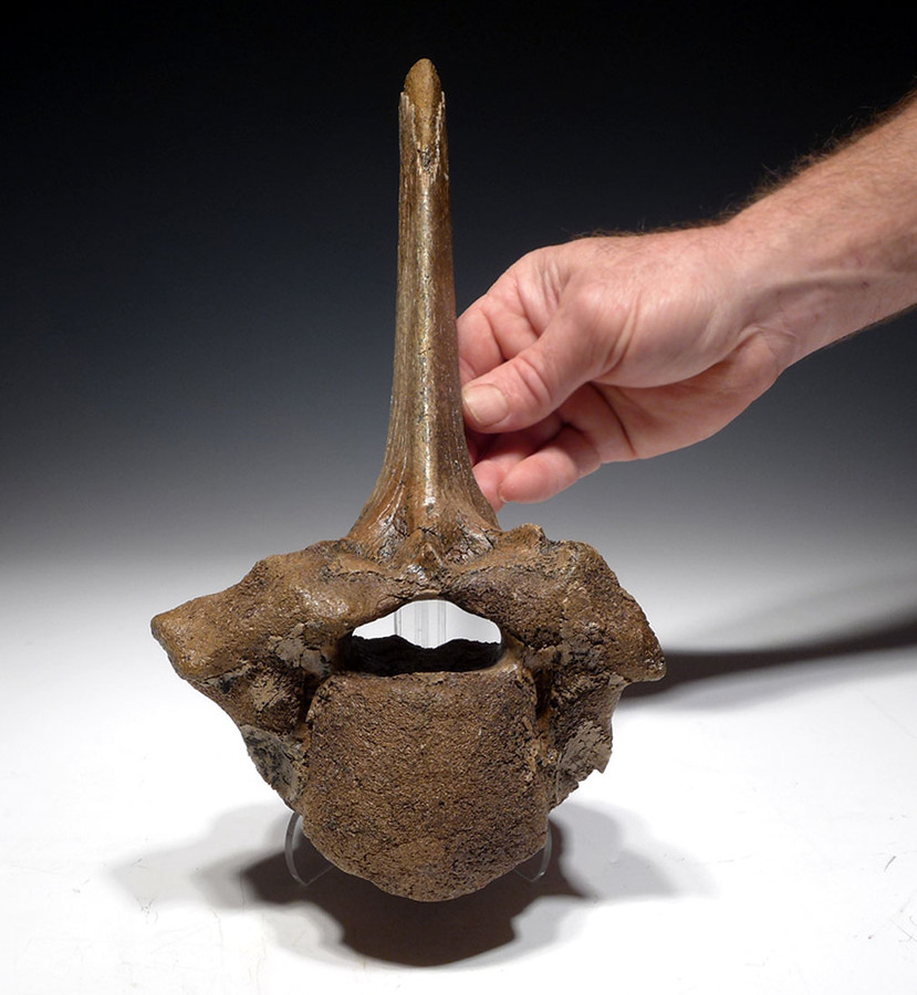 WOOLLY RHINO FOSSIL RHINOCEROS VERTEBRA