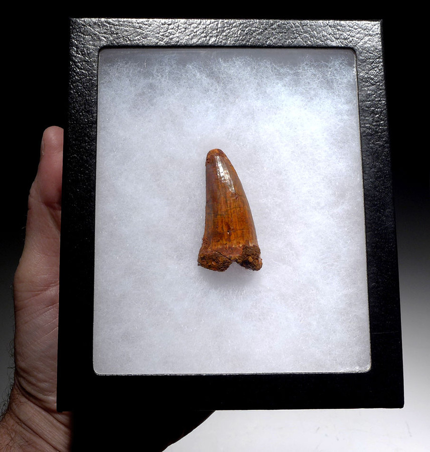 LARGE FOSSIL CROCODILE FANG TOOTH