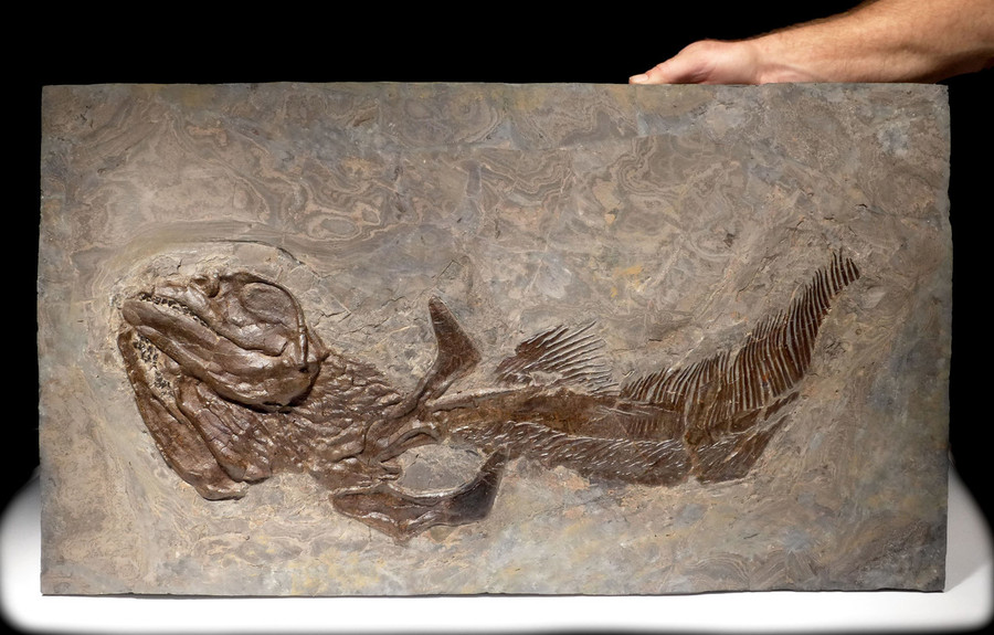 ORTHACANTHUS LEBACHACANTHUS SHARK PERMIAN PREDATION FOSSILS