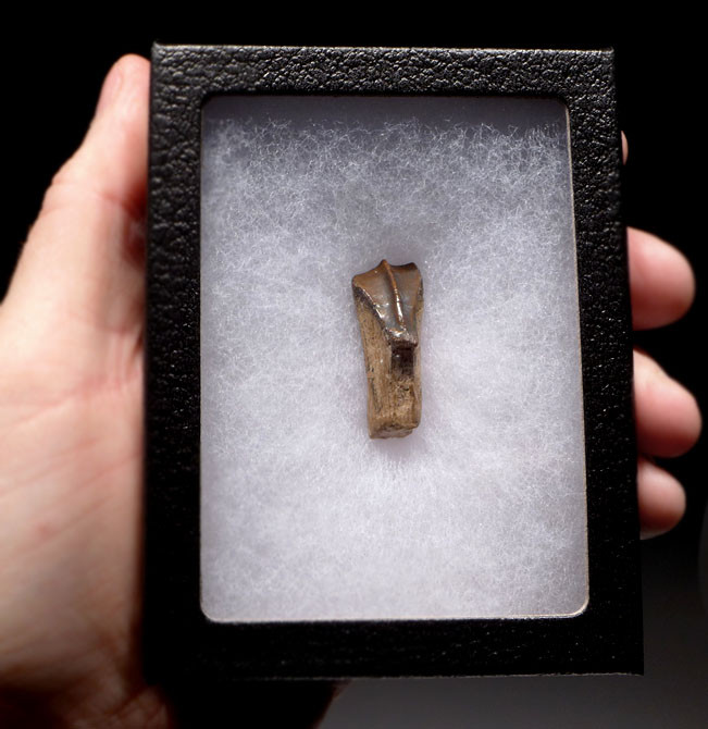 HADROSAUR BRACHYLOPHOSAURUS DINOSAUR TOOTH FOSSILS