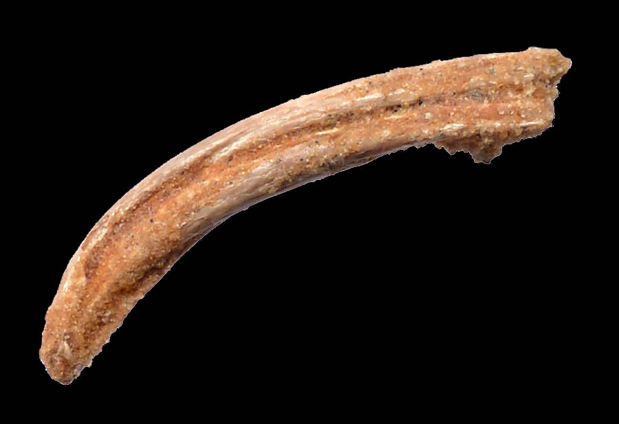 PTEROSAUR PTERODACTYL CLAW FOSSILS FOR SALE