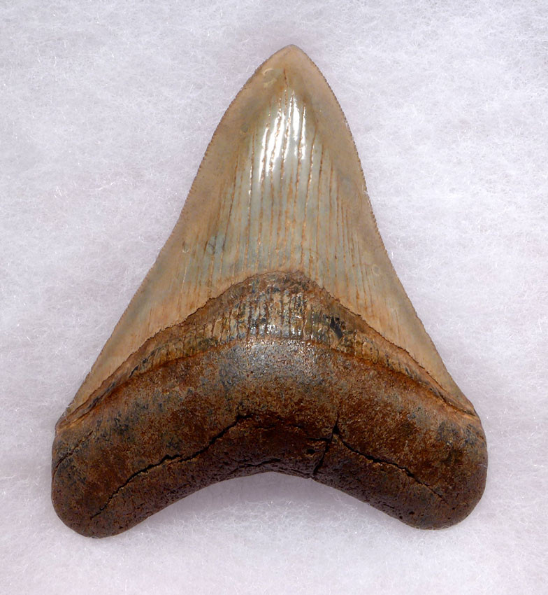 RED GOLD MEGALODON FOSSIL SHARK TOOTH