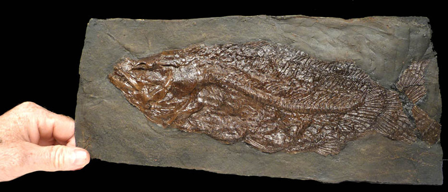 MESSEL CYCLURUS AMIA FOSSIL RARE LARGE FISH FOSSILS EOCENE