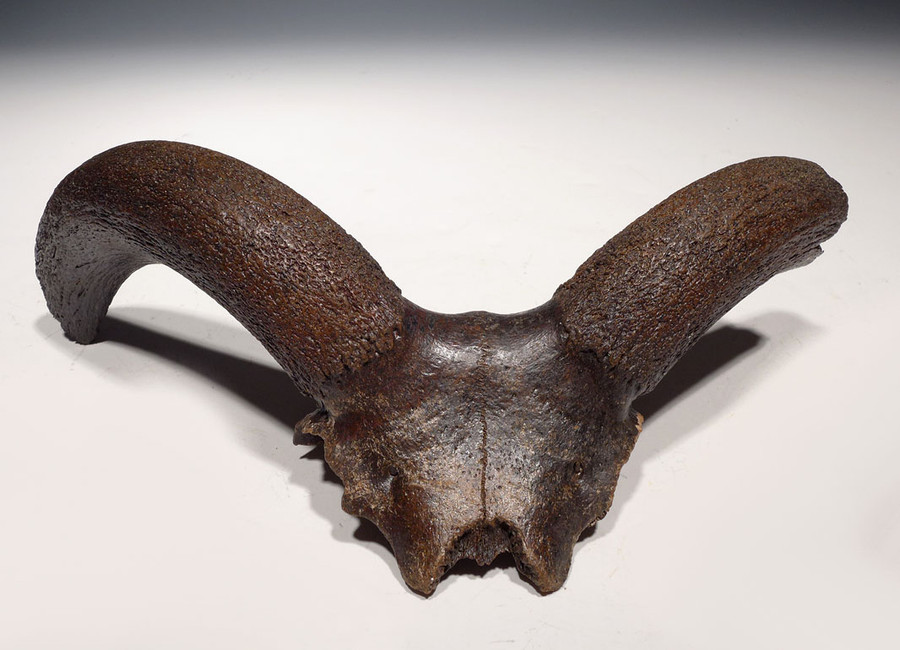 OVIS FOSSIL MOUNTAIN SHEEP MOUFLON SKULL HORNS ICE AGE EUROPE