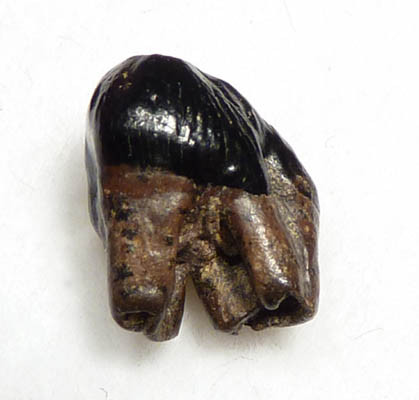 MESOZOIC CRETACEOUS MAMMAL FOSSIL TOOTH DIDELPHODON MOLAR FOSSILS