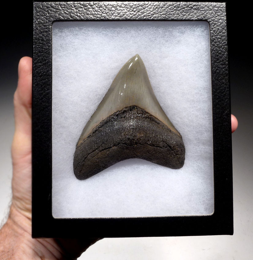 MEGALODON FOSSIL SHARK TOOTH MEG TEETH FOR SALE