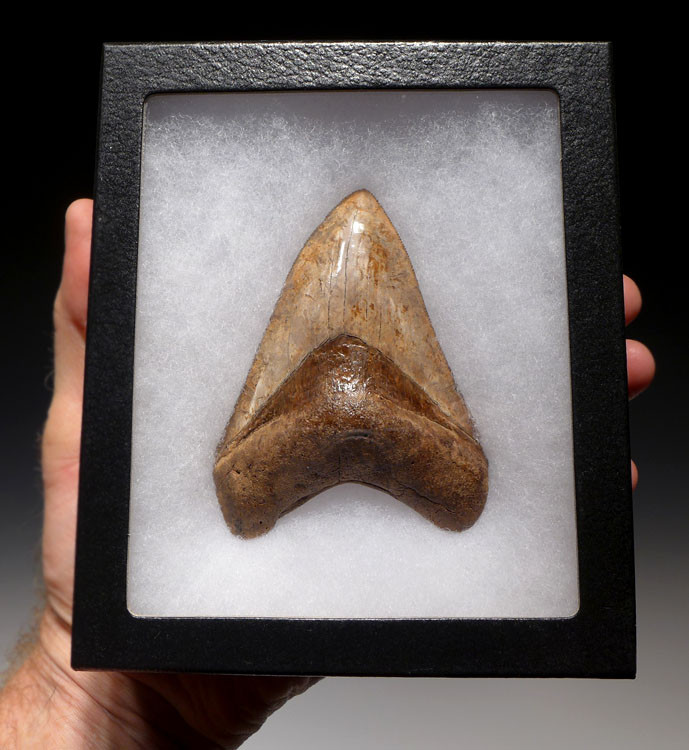 MEGALODON TOOTH MEG TEETH FOR SALE