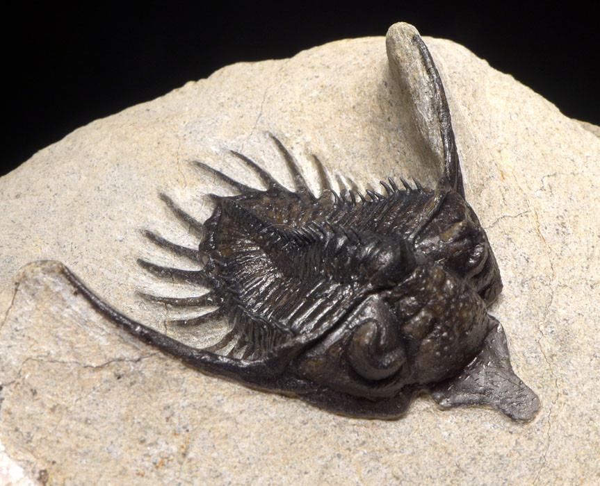 PSYCHOPYGE ELEGANS SPINY TRILOBITE DEVONIAN