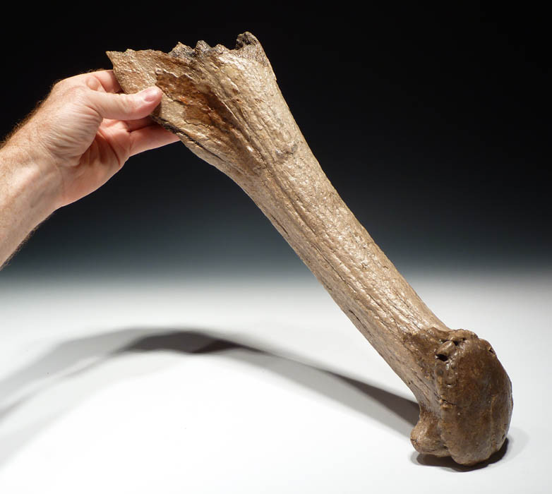 MEGALOCEROS MEGACEROS FOSSIL SKULL GIANT DEER FOSSILS