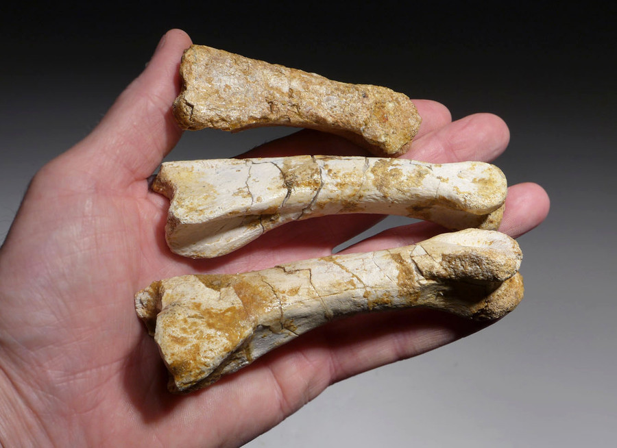 SPINOSAURUS HAND BONE PHALANX PHALANGES BONES