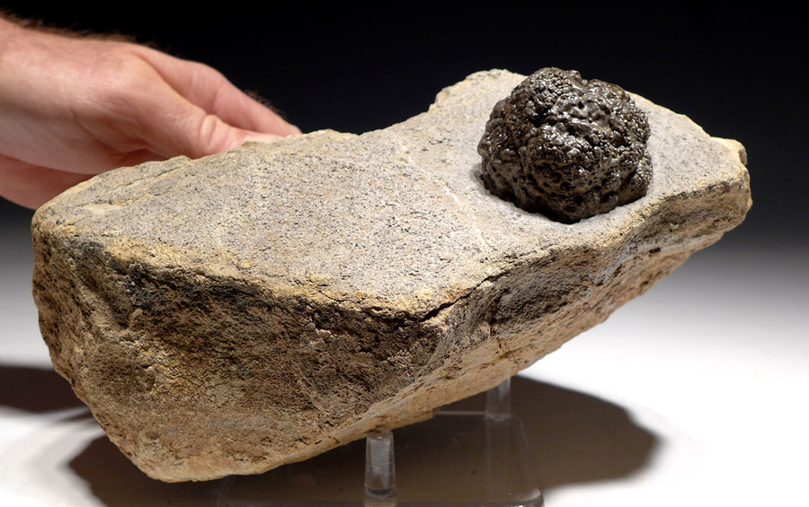 PERMIAN LIFELIKE FRESHWATER FOSSIL BACTERIAL BALL STROMATOLITE COLONY ...