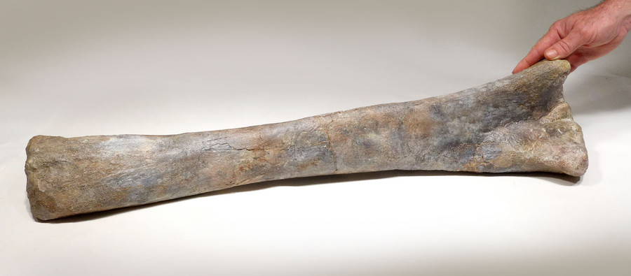 RARE AFRICAN SAUROPOD TIBIA FOSSIL DINOSAUR LEG BONE FROM A DIPLODOCOID ...