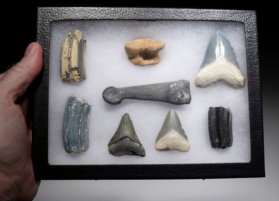 COLLECTION OF VERTEBRATE FOSSILS FROM THE FAMOUS BONE VALLEY FORMATION ...