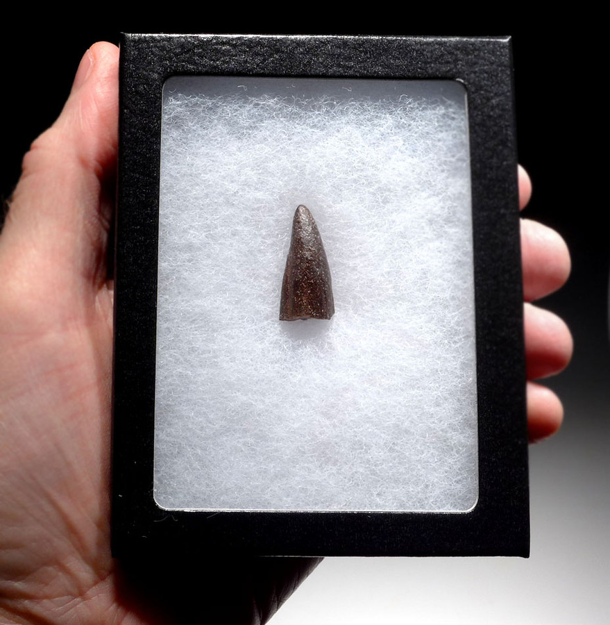 UNBROKEN SAUROPOD FOSSIL TOOTH FROM A DIPLODOCOID DINOSAUR *DT9-040 ...