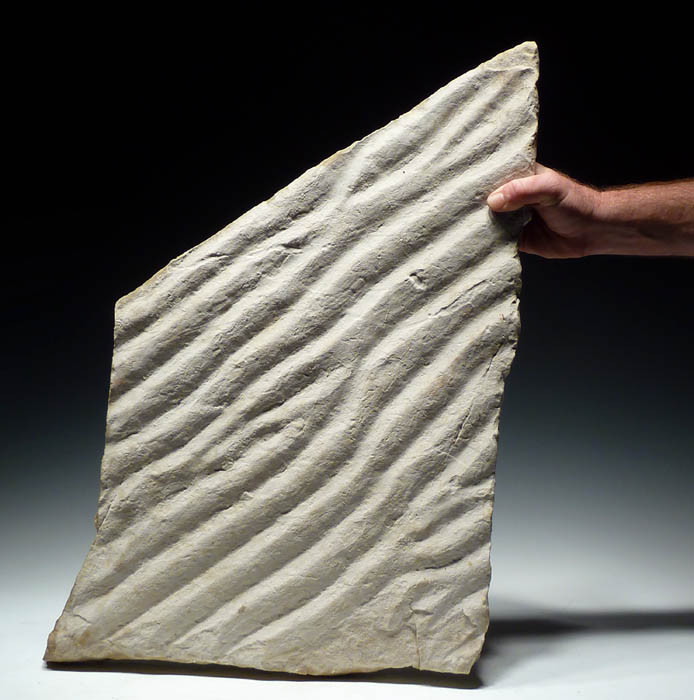 INTERIOR DESIGN DISPLAY FOSSIL OF A PREHISTORIC RIPPLED OCEAN FLOOR ...