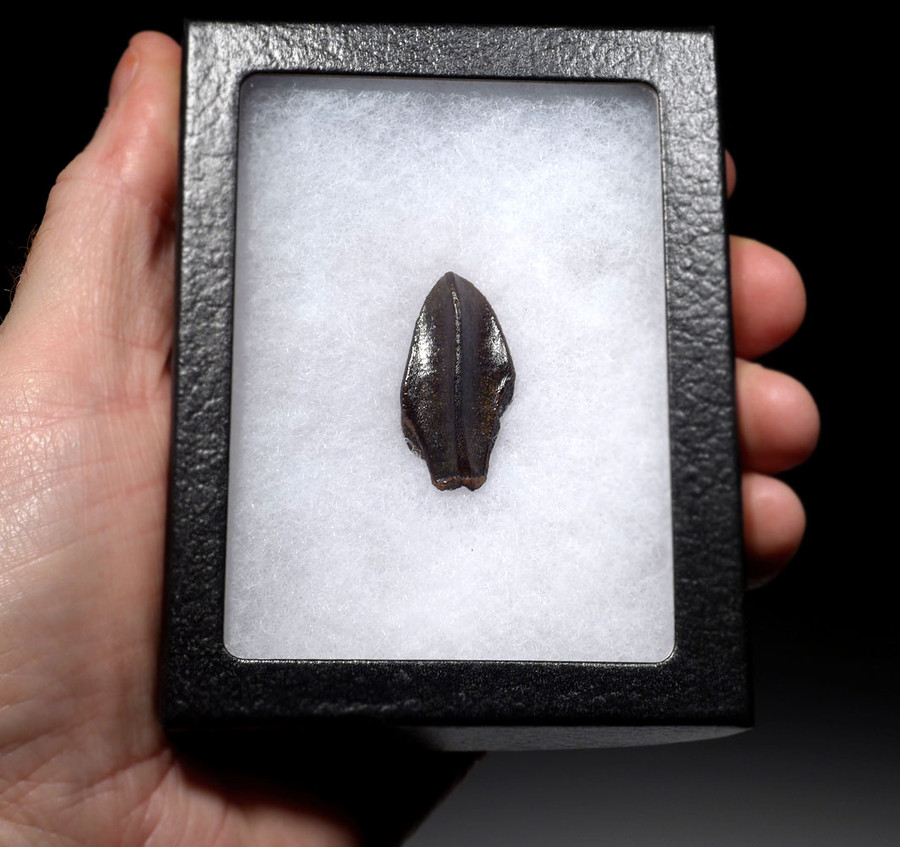 ENORMOUS UNWORN FOSSIL HADROSAUR DINOSAUR TOOTH FROM EDMONTOSAURUS *DT7 ...