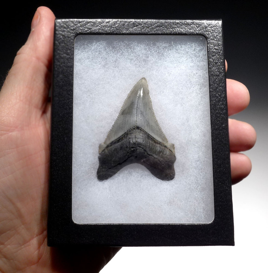 FINE QUALITY ANGUSTIDENS FOSSIL SHARK TOOTH FROM THE USA *SHX080 - TIME ...
