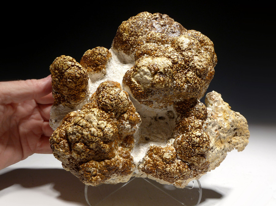 LARGE NATURAL FOSSIL STROMATOLITE BACTERIA COLONY FROM A PREHISTORIC ...