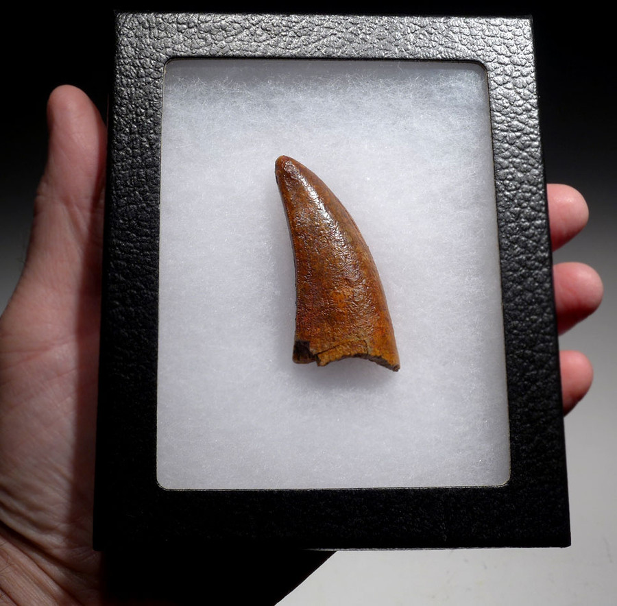 UNBROKEN 2.7 INCH BONE-CRUSHING DINOSAUR TOOTH FROM CARCHARODONTOSAURUS ...