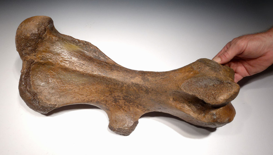RARE COMPLETE FOSSIL WOOLLY RHINOCEROS RHINO FEMUR BONE WITH CHOICE ...