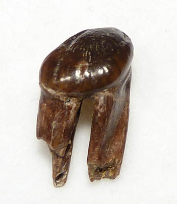 DINOSAUR-ERA MESOZOIC MAMMAL TOOTH FOSSIL FROM A DIDELPHODON MARSUPIAL ...