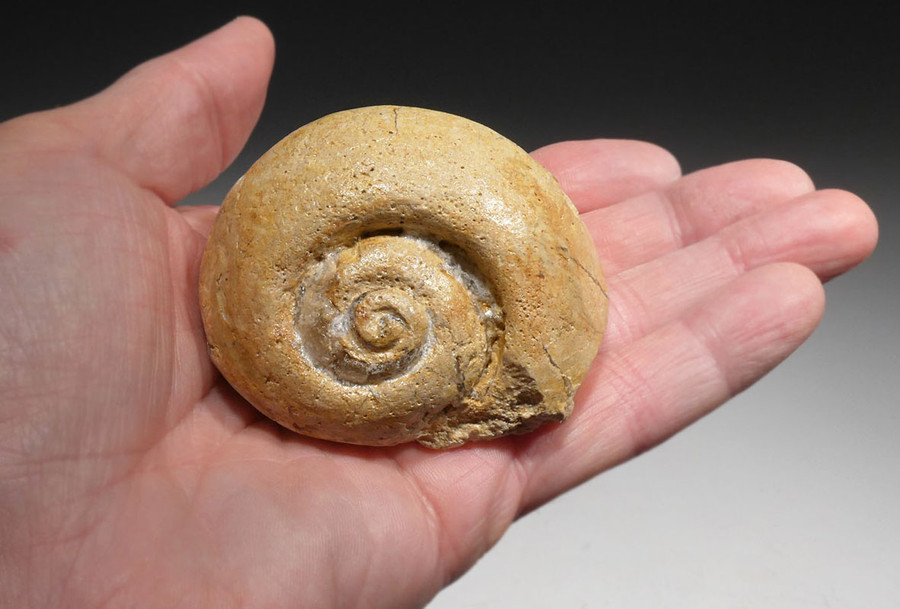 ANCIENT SEA SNAIL FOSSIL FROM FRANCE *GA060 - TIME VAULT GALLERY
