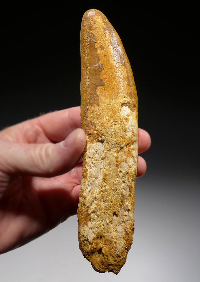GIANT ROOTED FOSSIL CARCHARODONTOSAURUS DINOSAUR TOOTH WITH ORIGINAL ...