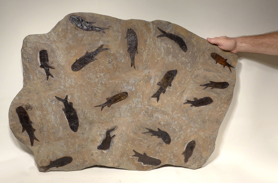 SPECTACULAR LARGE PERMIAN FISH FOSSIL PARAMBLYPTERUS FROM BEFORE THE ...