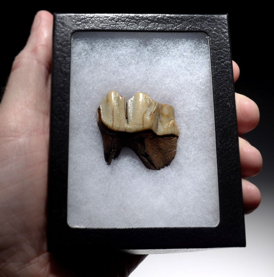 FINEST MEGALOCEROS GIANT DEER MOLAR FOSSIL TOOTH WITH CHOICE ...