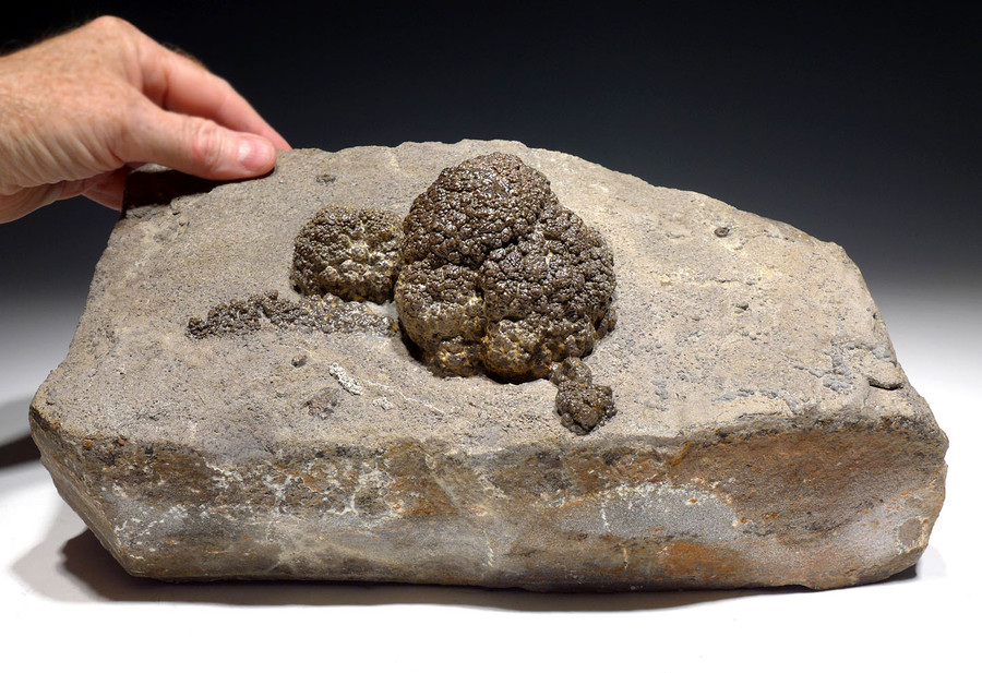 LARGE NATURAL FORM FOSSIL PERMIAN STROMATOLITE BACTERIA BALL COLONY ...
