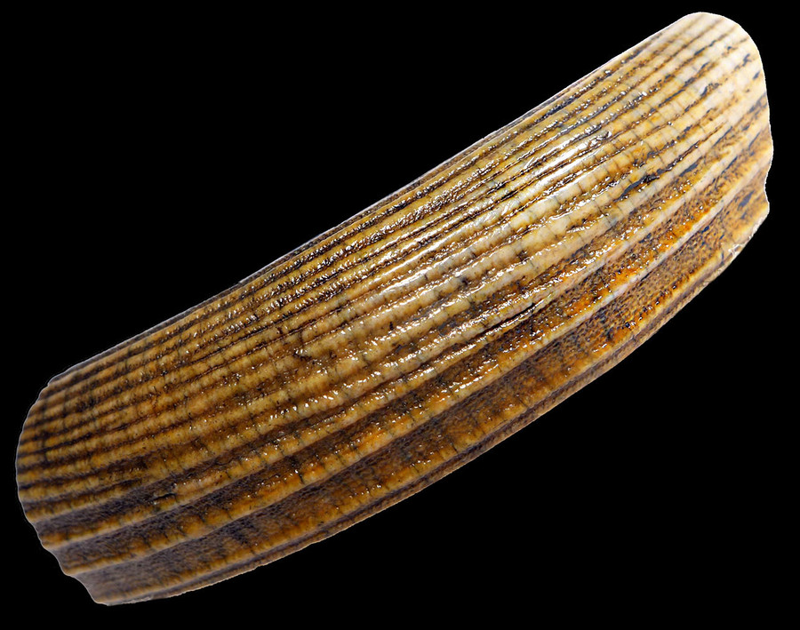 RARE IVORY GOLD FOSSIL TUSK INCISOR OF AN EXTINCT CASTOROIDES GIANT ...