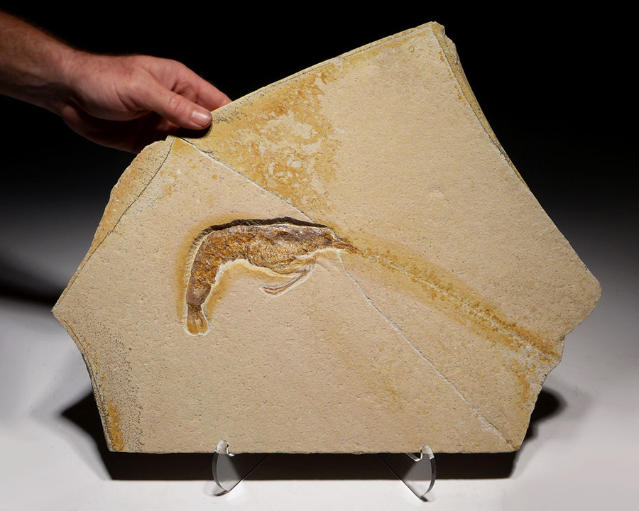 HUGE JURASSIC AEGER SHRIMP FOSSIL FROM SOLNHOFEN *CRSX001 - TIME VAULT ...