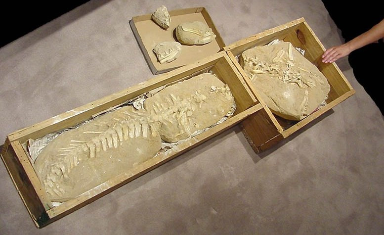 MOSASAUR SKELETON SKULL HALISAURUS FOR SALE