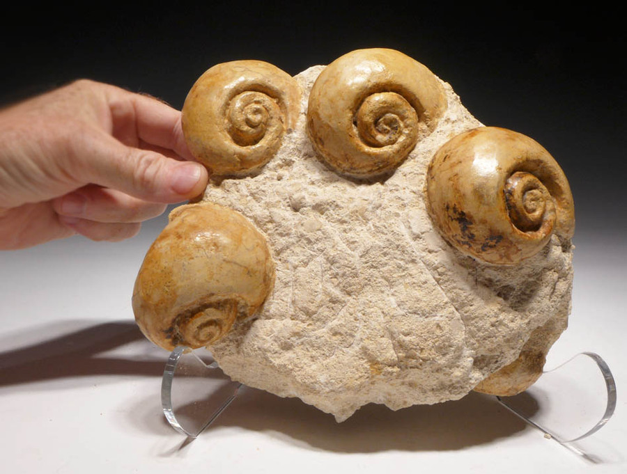 JURASSIC LARGE SEA SNAIL GASTROPOD FOSSILS INTERIOR SHELL FOSSIL DESIGN ...
