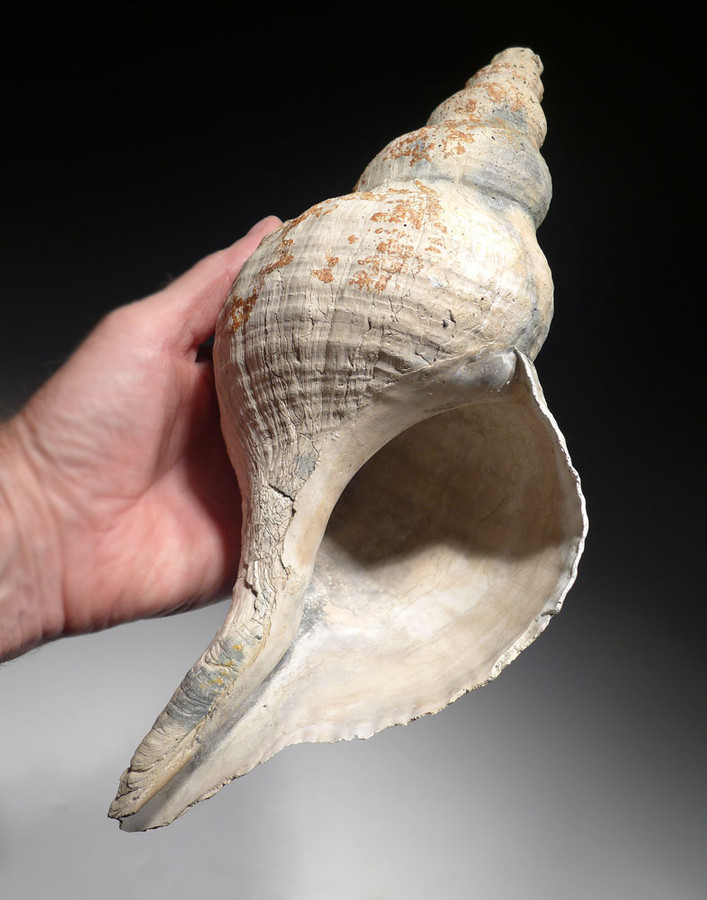 LARGE MEGALODON-ERA FOSSIL SEA SNAIL TRIPLOFUSUS ACMAENSIS GASTROPOD ...