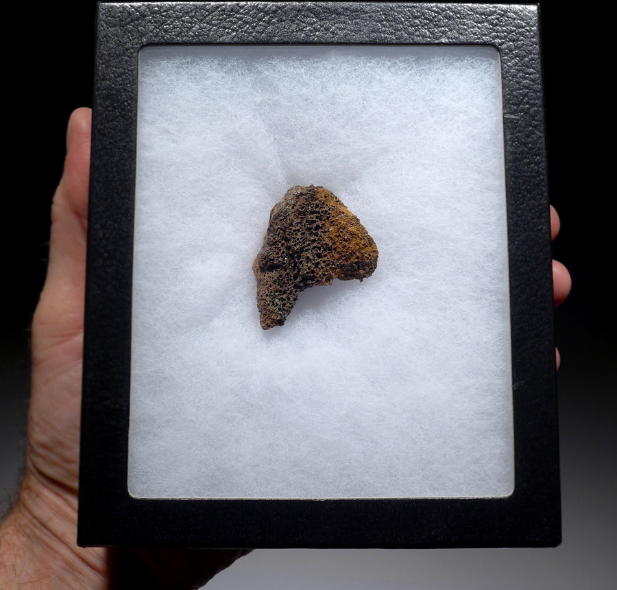 GENUINE TYRANNOSAURUS T REX BONE DINOSAUR FOSSIL FRAGMENT *DBX054 ...