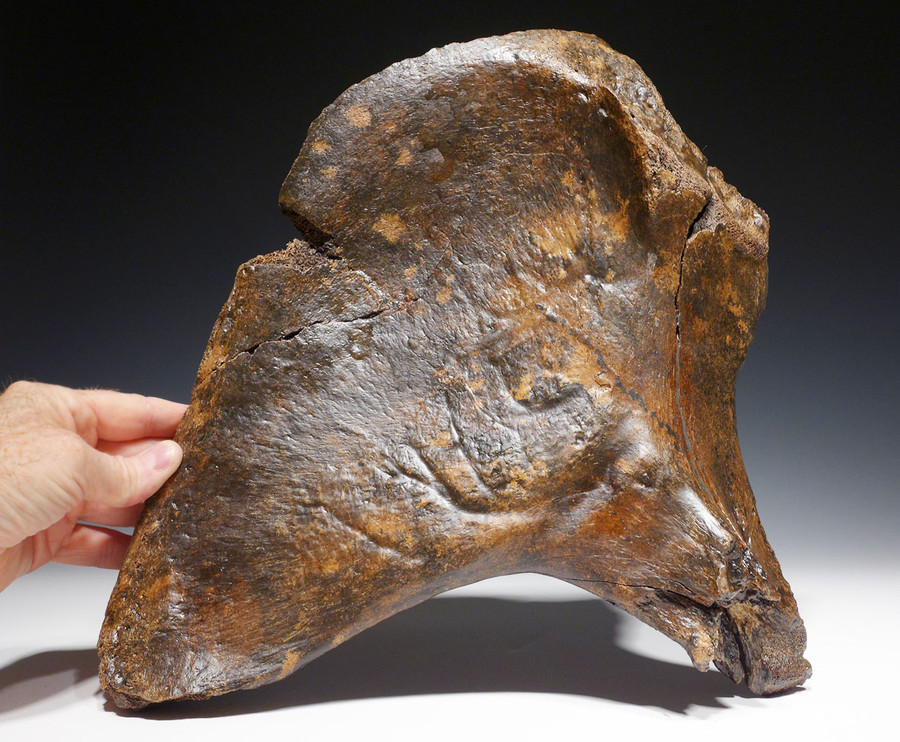 FOSSIL PELVIS OF A PREHISTORIC WOOLLY RHINOCEROS FROM GERMANY *LMX272 ...