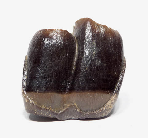 MENOCERAS EARLY RHINOCEROS PERFECT MOLAR TOOTH *LMX005 - TIME VAULT GALLERY