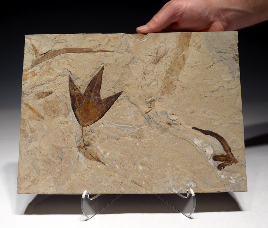 EOCENE BIRD FEATHER AND SYCAMORE LEAF FOSSIL GREEN RIVER FOSSILS