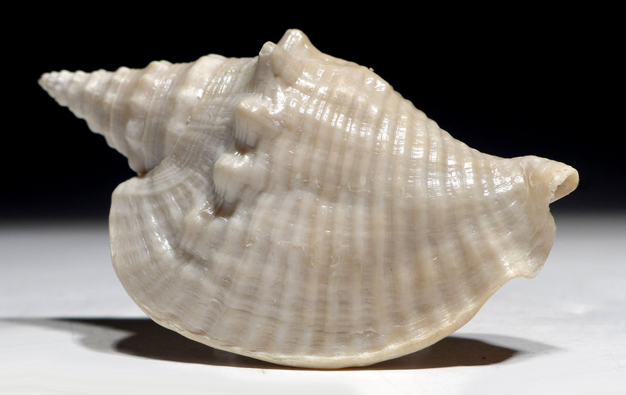 FINEST FOSSIL CONCH SEA SNAIL SHELL FROM A PREHISTORIC STROMBUS ...