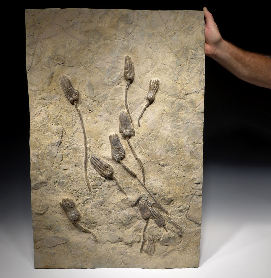 INTERIOR DESIGN FOSSIL WALL ART SEA OCEAN FOSSILS TO HANG ON WALL