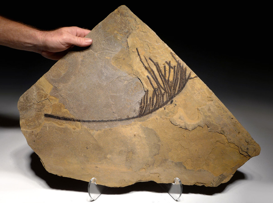 ULTRA-RARE LARGE PERMIAN WALCHIA PLANT FOSSIL BRANCH FROM GERMANY WITH ...