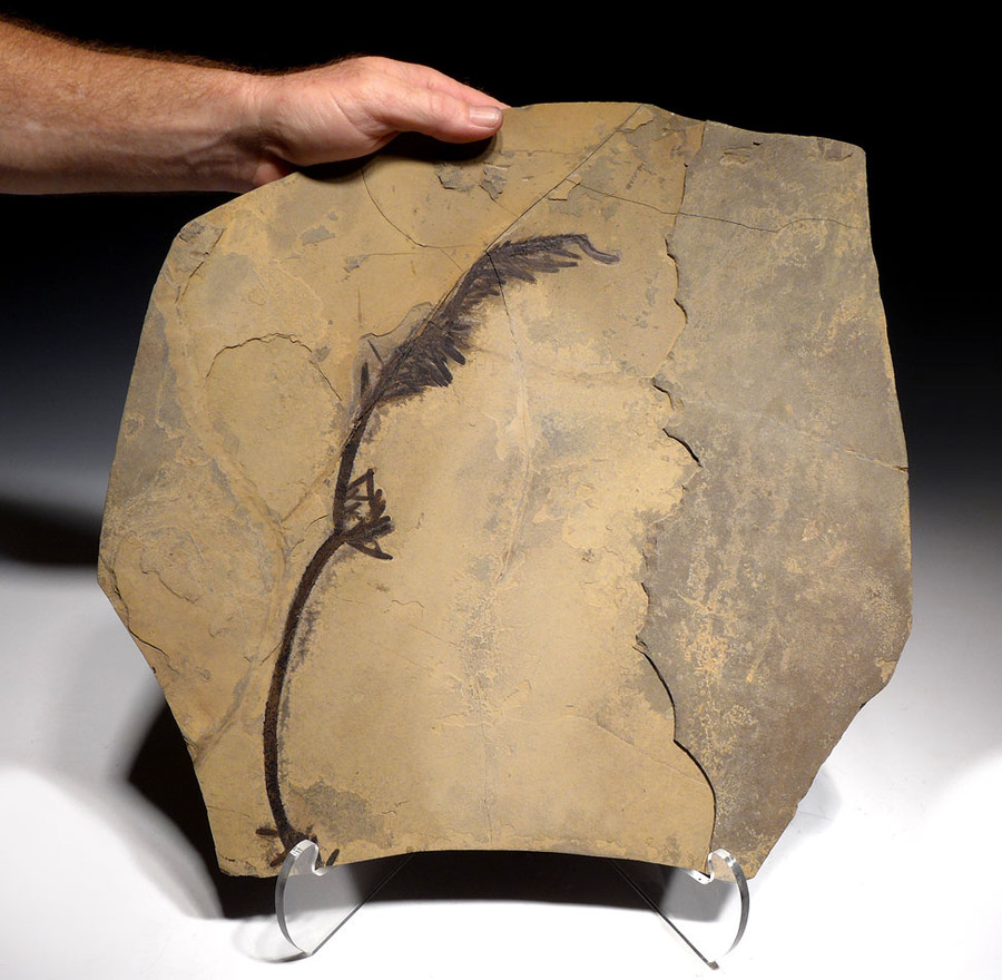 CORDAITES LARGE PERMIAN PLANT FOSSILS