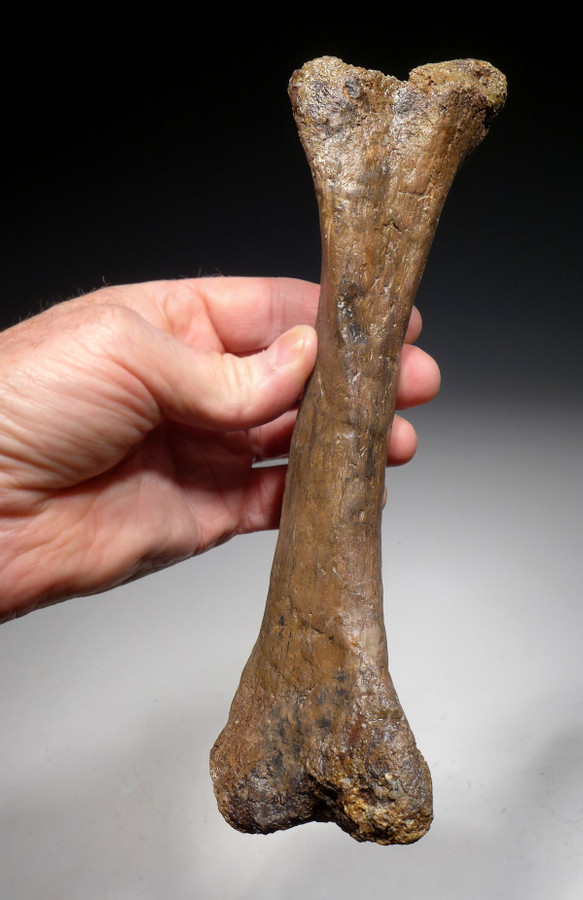 PACHYCEPHALOSAUR DINOSAUR FOSSIL TIBIA LEG BONE *DBX042 - TIME VAULT ...