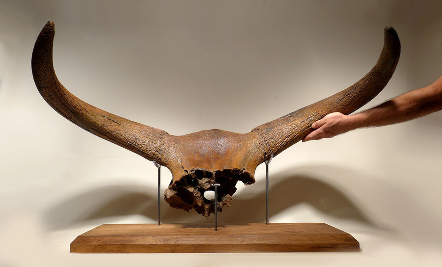 GIANT ICE AGE AUROCHS FOSSIL SKULL WITH COMPLETE HORNS FROM EUROPE ...