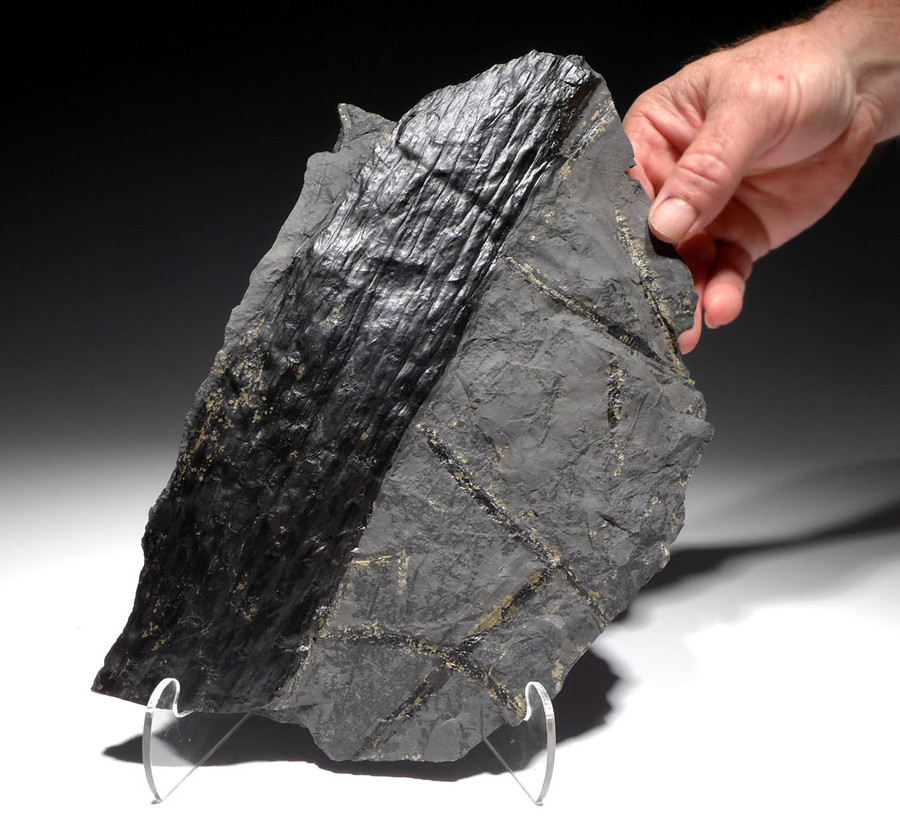 LARGE CALAMITES TRUNK CARBONIFEROUS PLANT FOSSIL WITH GOLD PYRITE LEAF ...