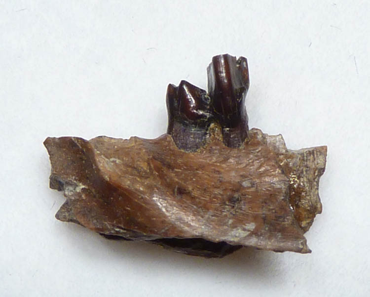 RARE FOSSIL JAW FROM A DINOSAUR ERA MAMMAL MARSUPIAL DIDELPHODON *MM012 ...